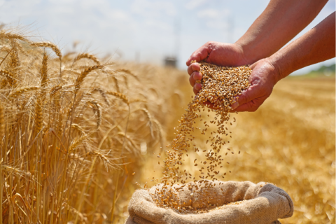 High-Quality Seed Bulk Bags: Durable & Customizable | Jumbosack
